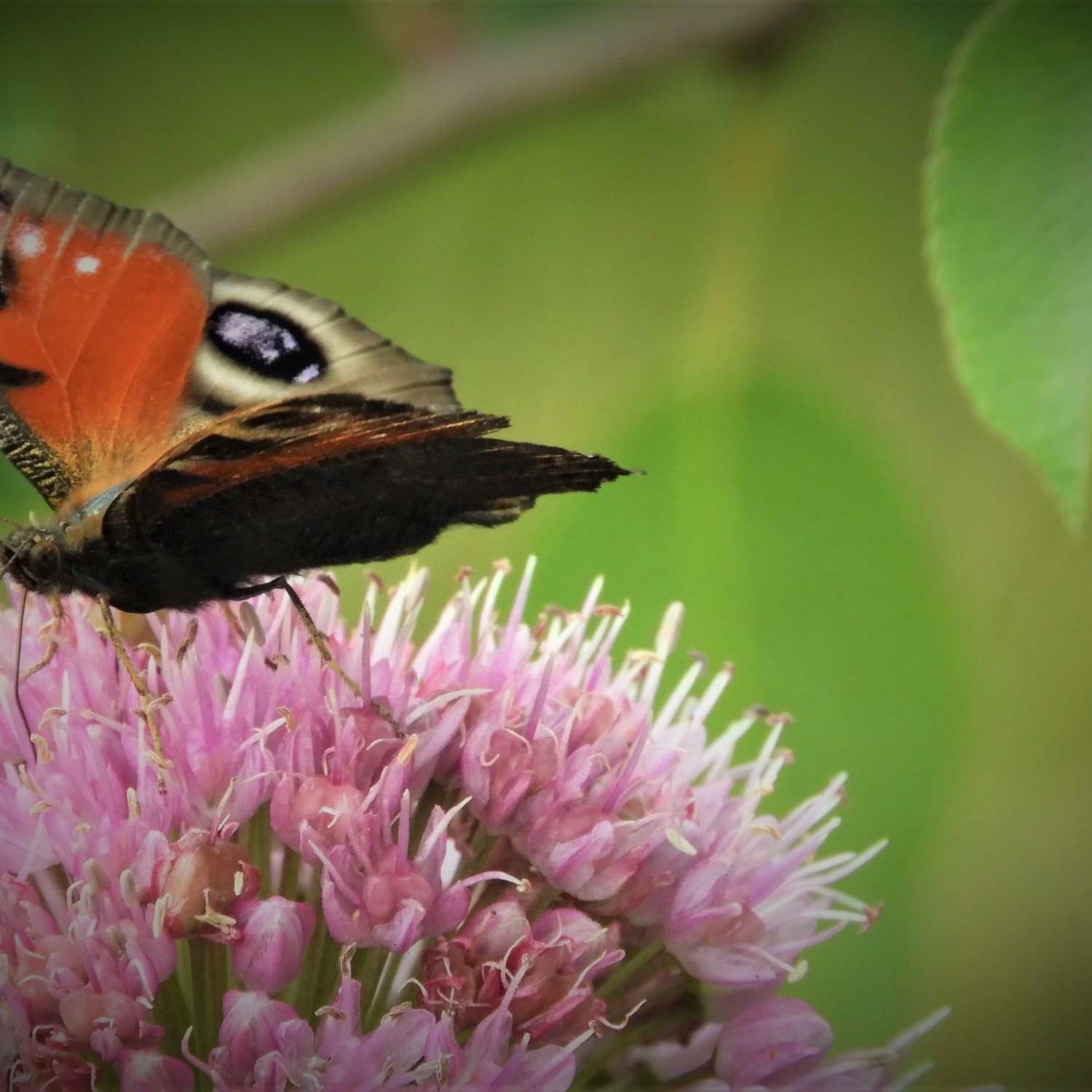 Rokiskiosirena.lt - Drugelis – sielos simbolis arba apie vaikus, kurių ...